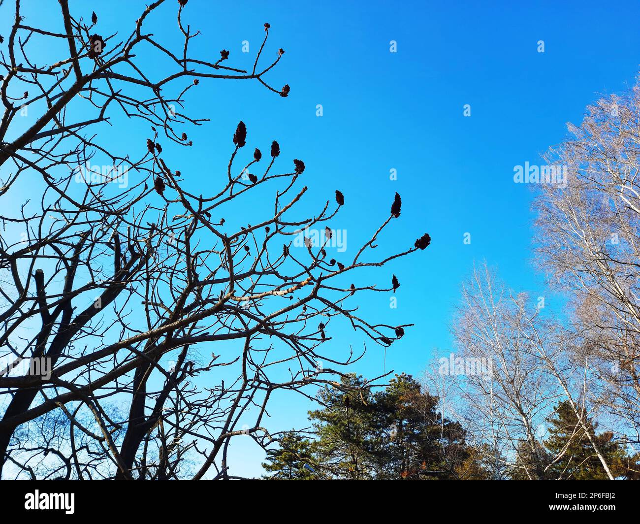 Sumac deer-horned in early spring in the city park. Large crown of Rhus ...