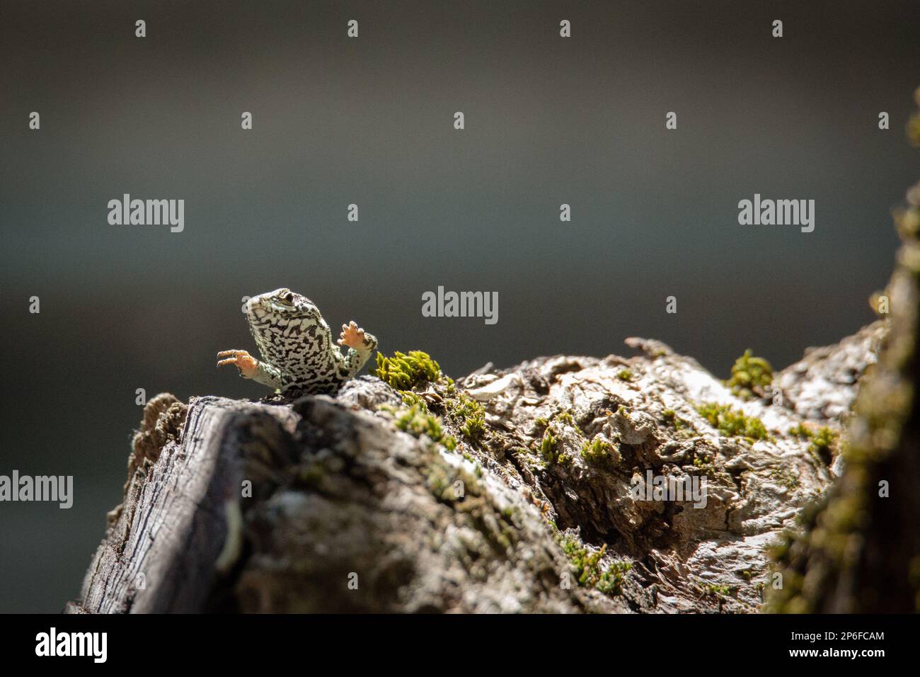 Breathtaking Italian landscapes and animals that live there Stock Photo ...