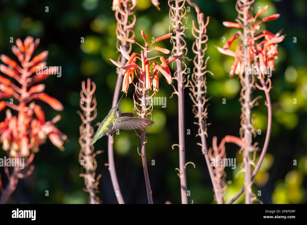A small, colorful hummingbird captured in flight, flitting between a ...