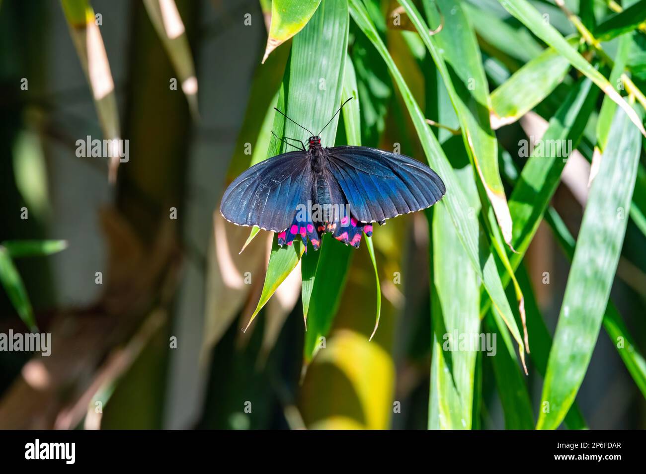 A pink-spotted cattleheart (Parides photinus) butterfly perched on ...