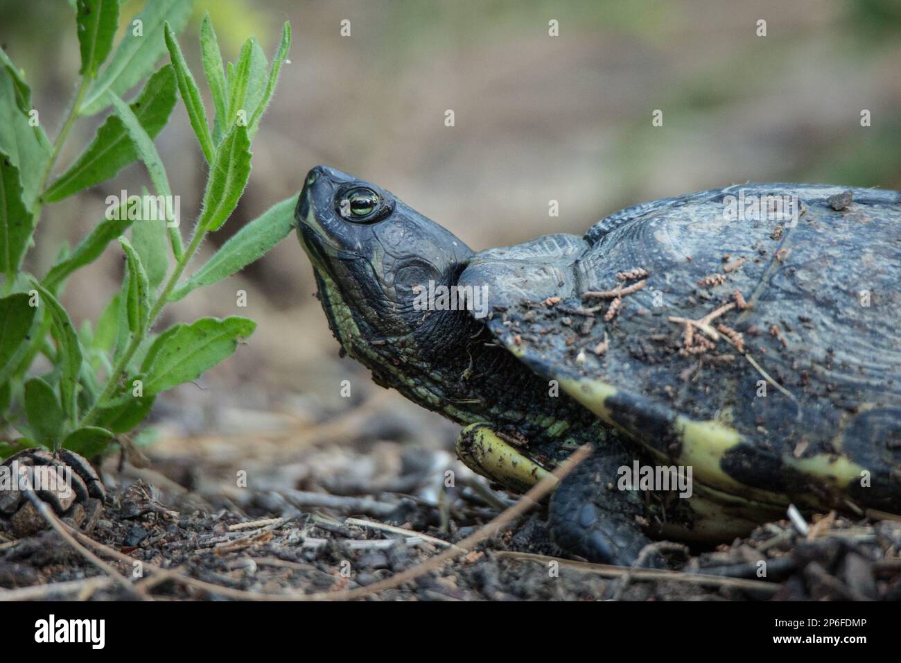 Breathtaking Italian landscapes and animals that live there Stock Photo ...