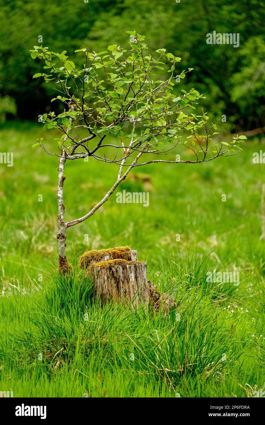 old tree stump with new wood growing Stock Photo - Alamy