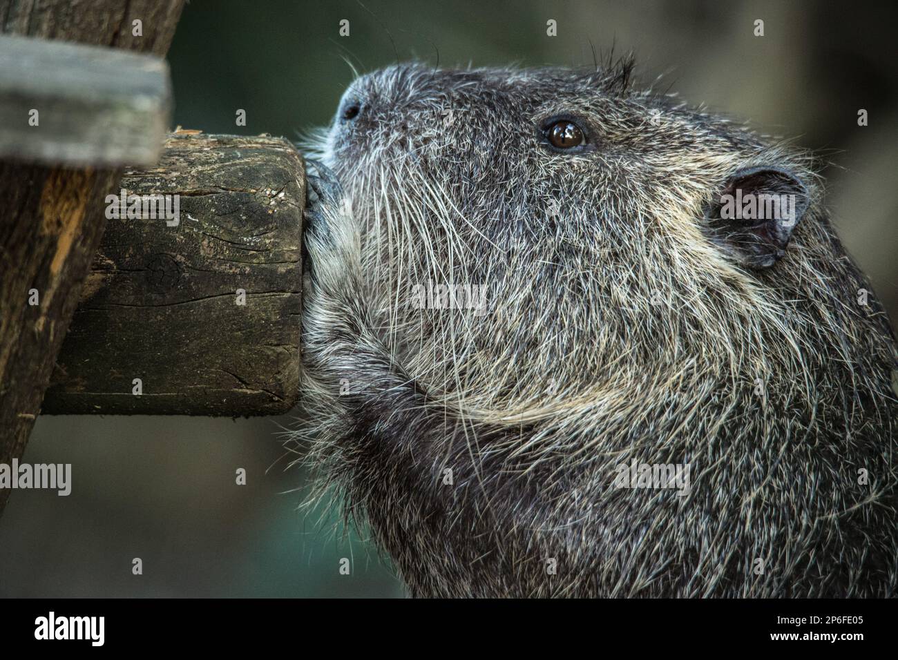 Breathtaking Italian landscapes and animals that live there Stock Photo ...