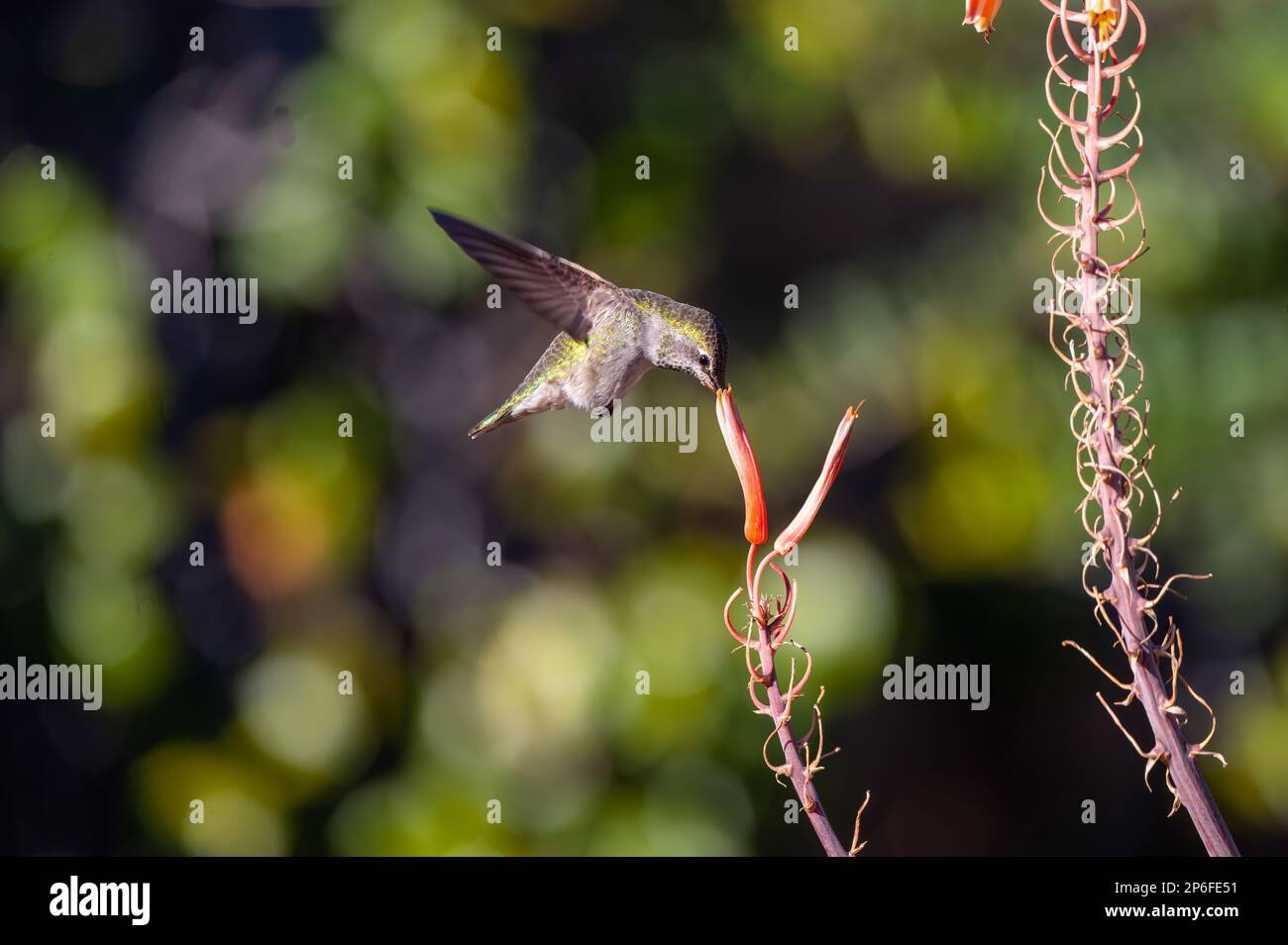 A small, colorful hummingbird captured in flight, flitting between a ...