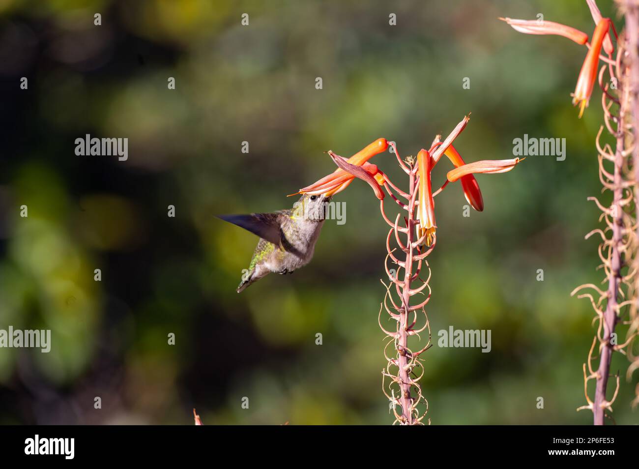 A small, colorful hummingbird captured in flight, flitting between a ...