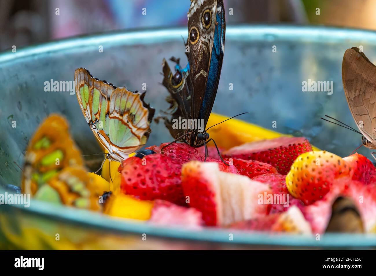 The Blue morpho and Malachite butterflies perched on the outside of a ...