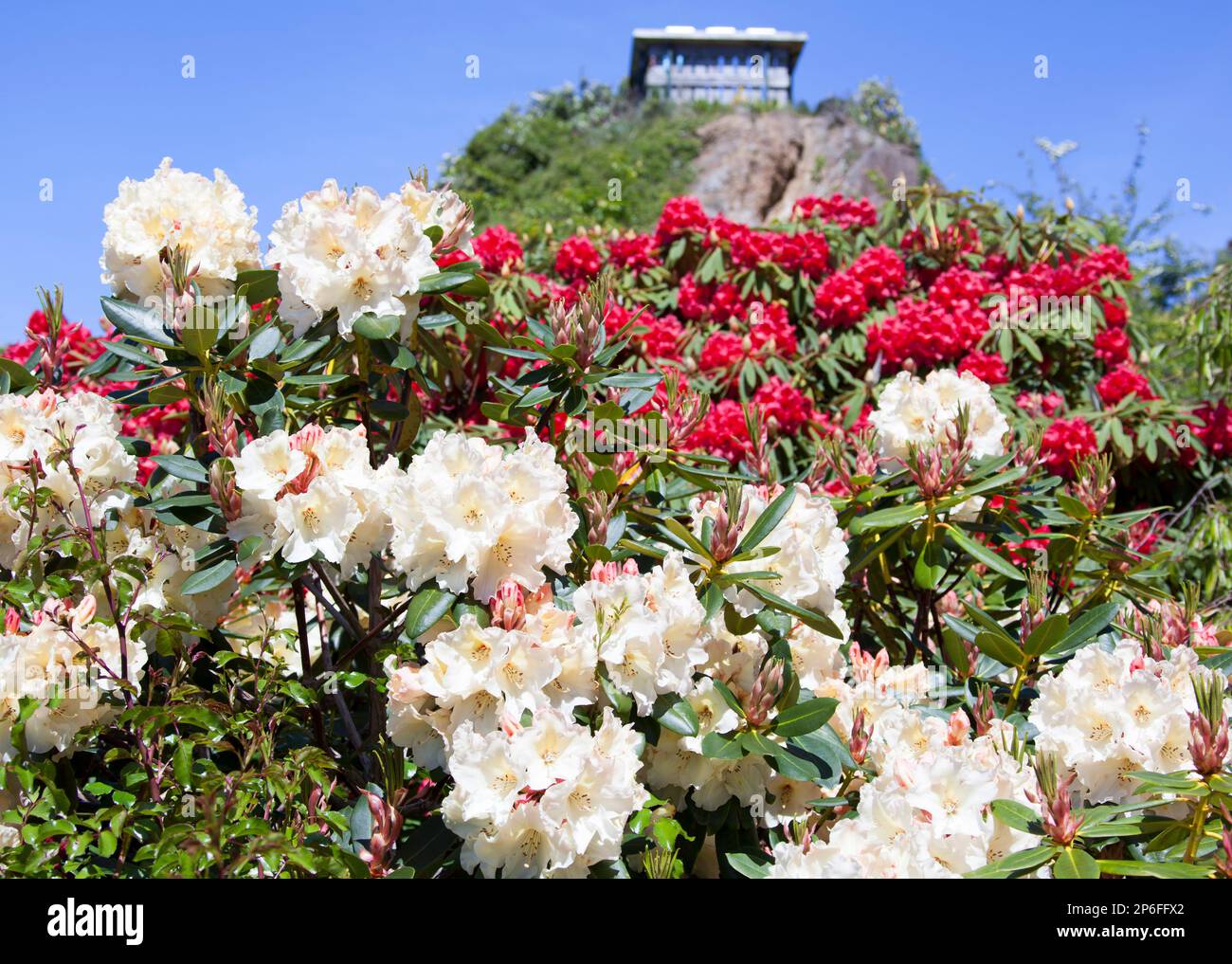 The close view of colorful flowers in Port Chalmers Town Lady Thorn ...