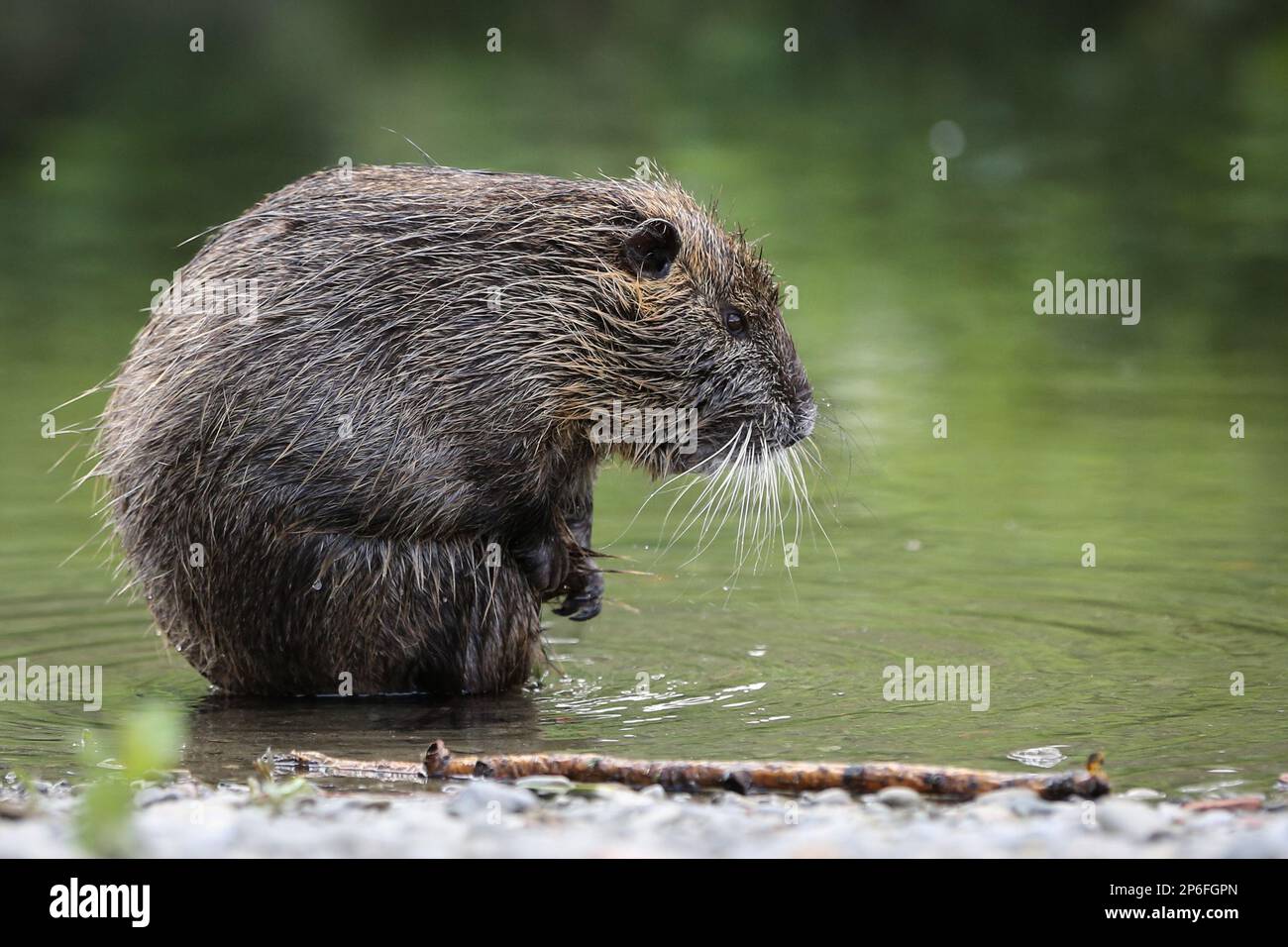 Breathtaking Italian landscapes and animals that live there Stock Photo ...