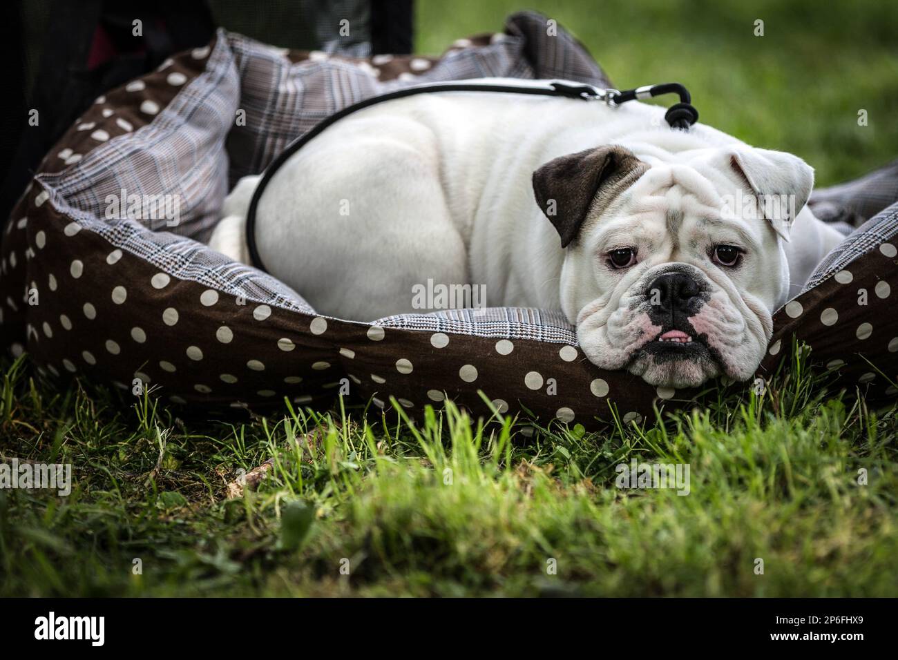 Beautiful bulldog competition hi-res stock photography and images - Alamy