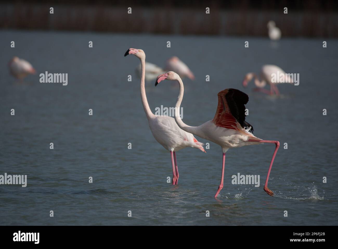 Mammals and Birds of Italy living in freedom Stock Photo - Alamy