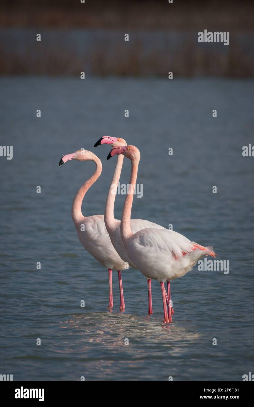 Mammals and Birds of Italy living in freedom Stock Photo - Alamy