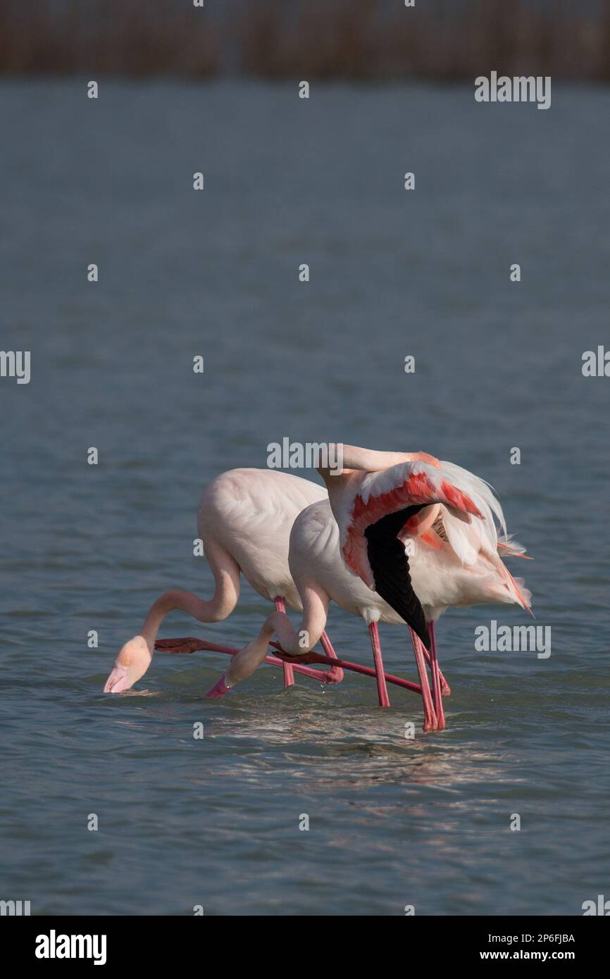 Mammals and Birds of Italy living in freedom Stock Photo - Alamy