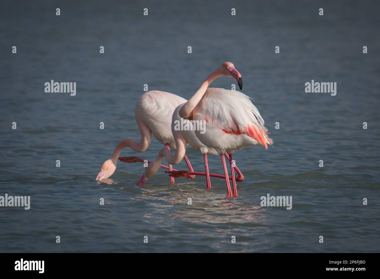 Mammals and Birds of Italy living in freedom Stock Photo - Alamy