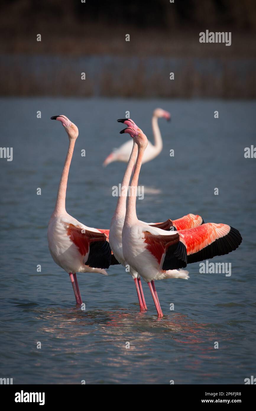 Mammals and Birds of Italy living in freedom Stock Photo - Alamy