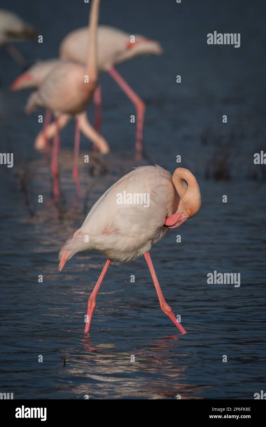 Mammals and Birds of Italy living in freedom Stock Photo - Alamy