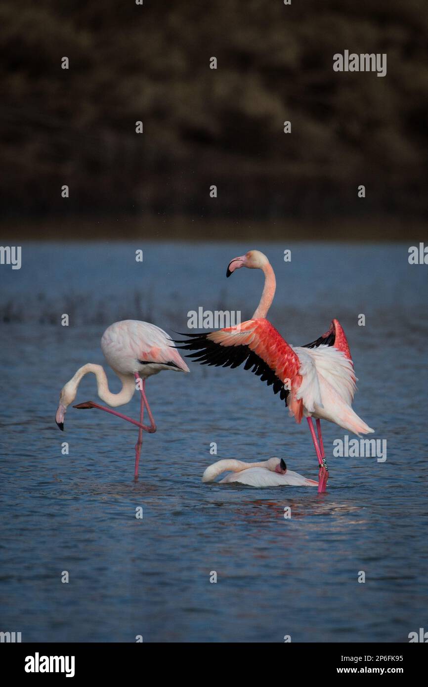 Mammals and Birds of Italy living in freedom Stock Photo - Alamy