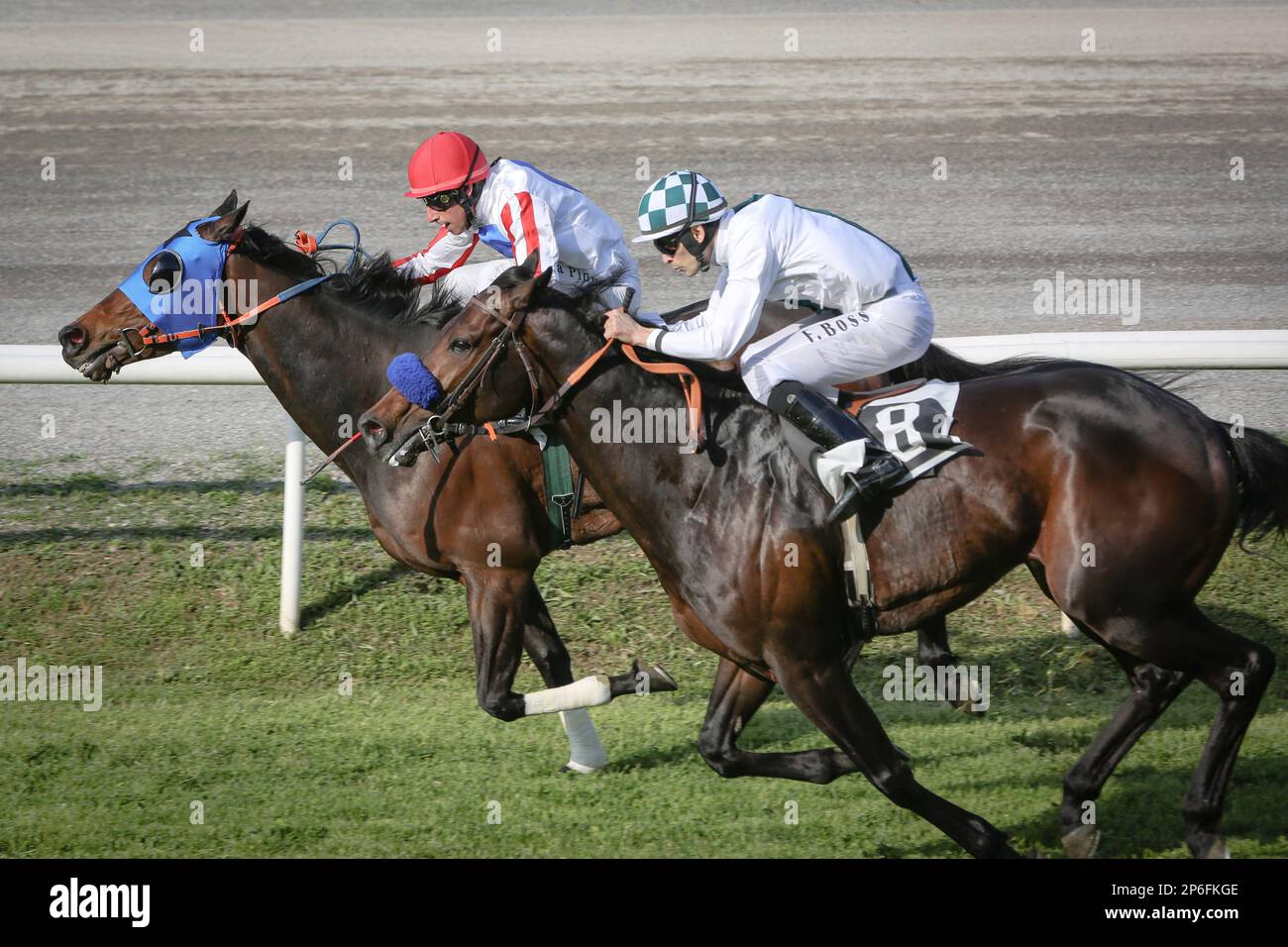 Competition in the wild hi-res stock photography and images - Alamy