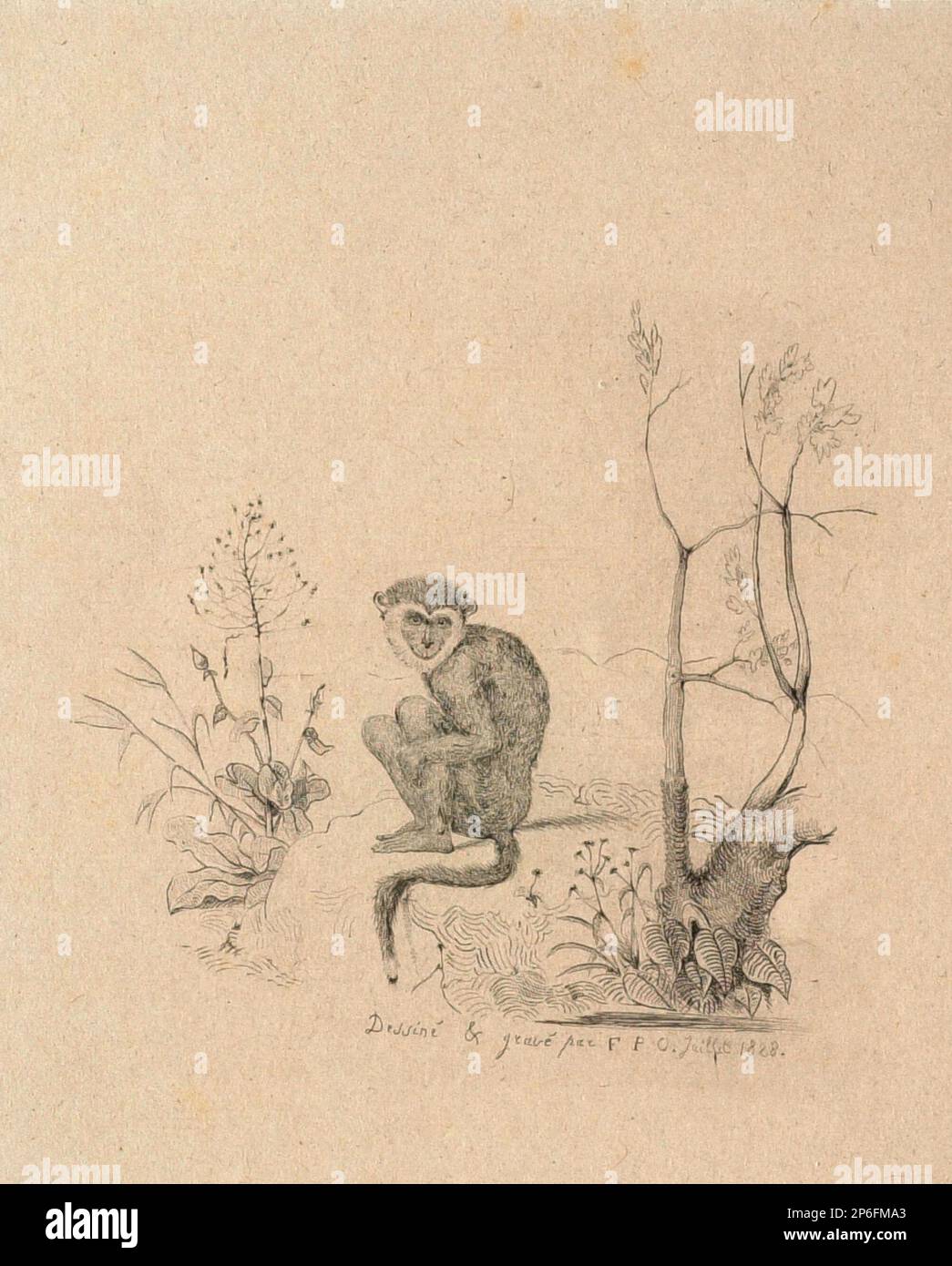 Ferdinand Philippe, Duke of Orleans, Un singe assis, 1828, etching on ...