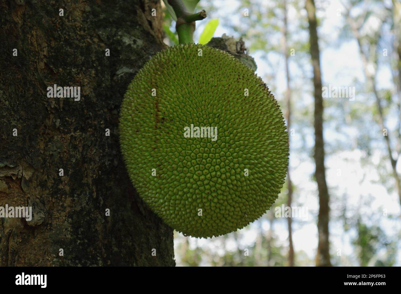 A large growing Jack fruit from a jack tree trunk (Artocarpus ...