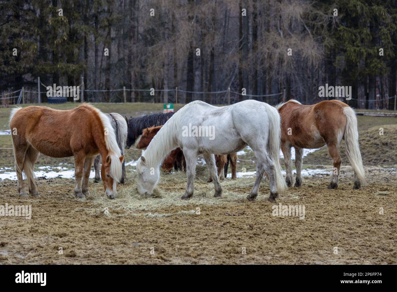 Horses on pasture in countryside, multiple animals, different colours ...