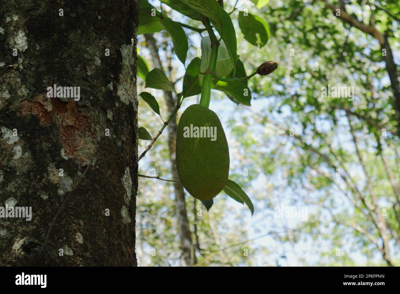 A young Jack fruit grows on a jack tree trunk. This stage's of fruits ...