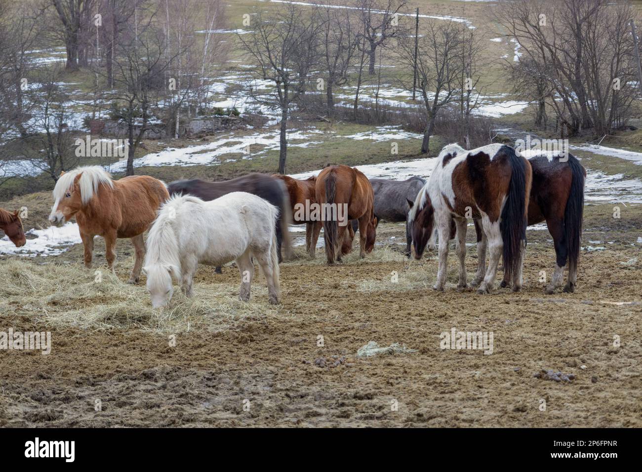 Horses on pasture in countryside, multiple animals, different colours ...