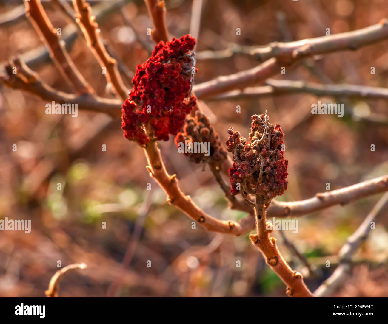 Sumac with deer antlers in early spring. Large branches of Rhus typhina ...