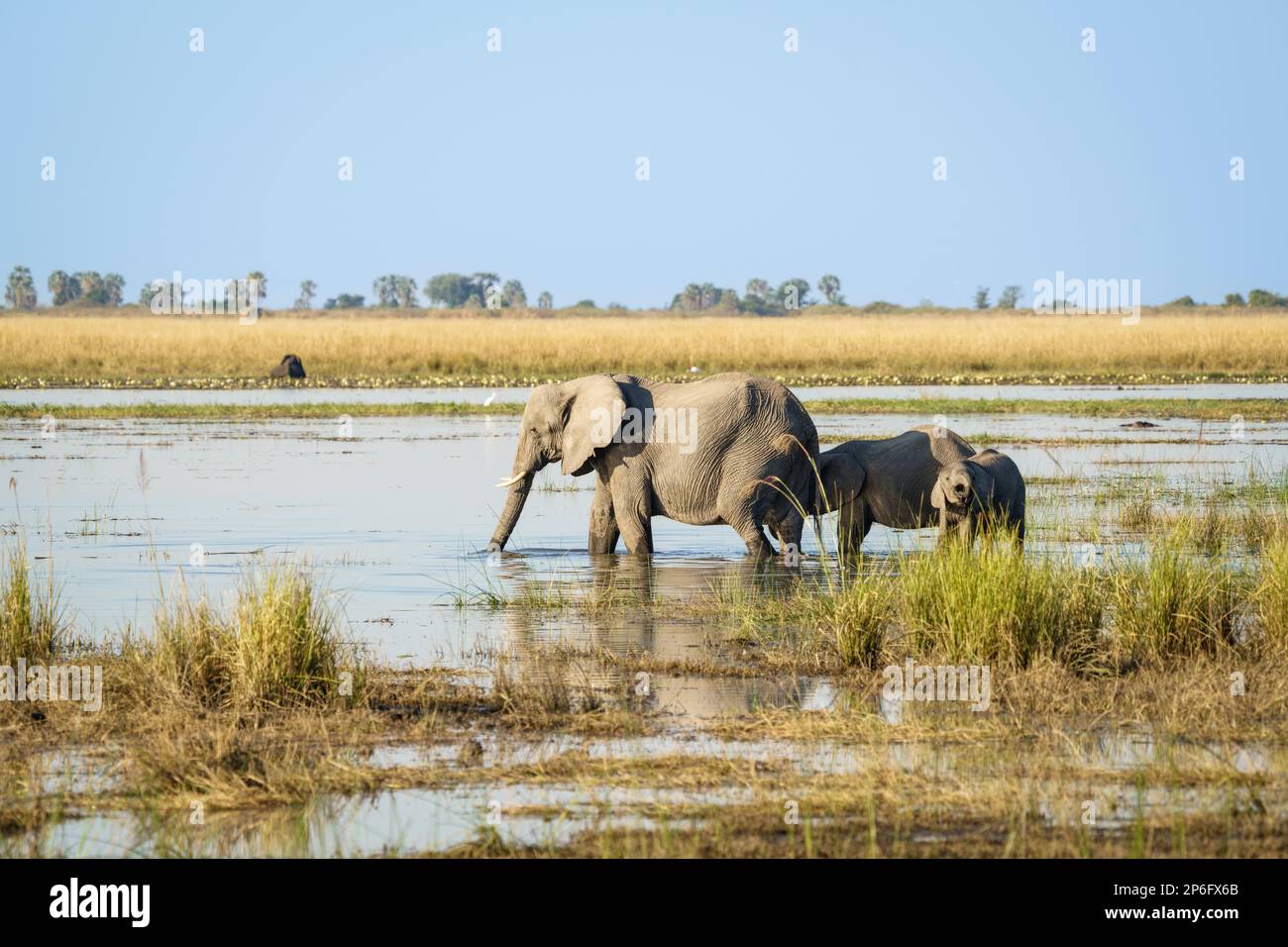 Elephant herd, Loxodonta africana, 2 adults, 1 calf walking through ...
