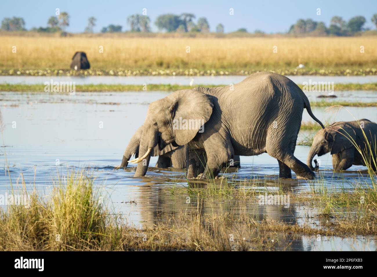 Elephants in chobe river hi-res stock photography and images - Alamy
