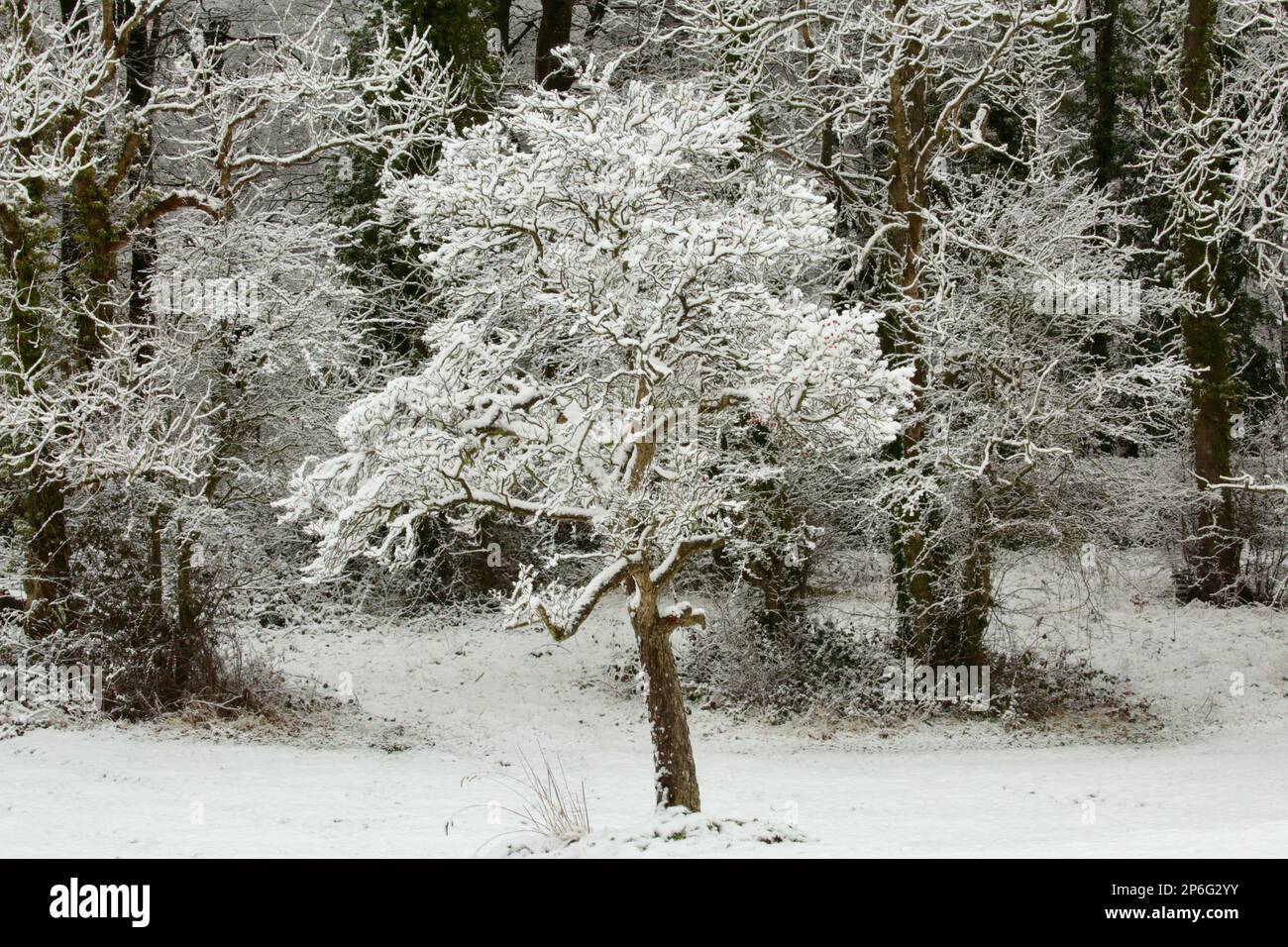snow clad tree Stock Photo - Alamy