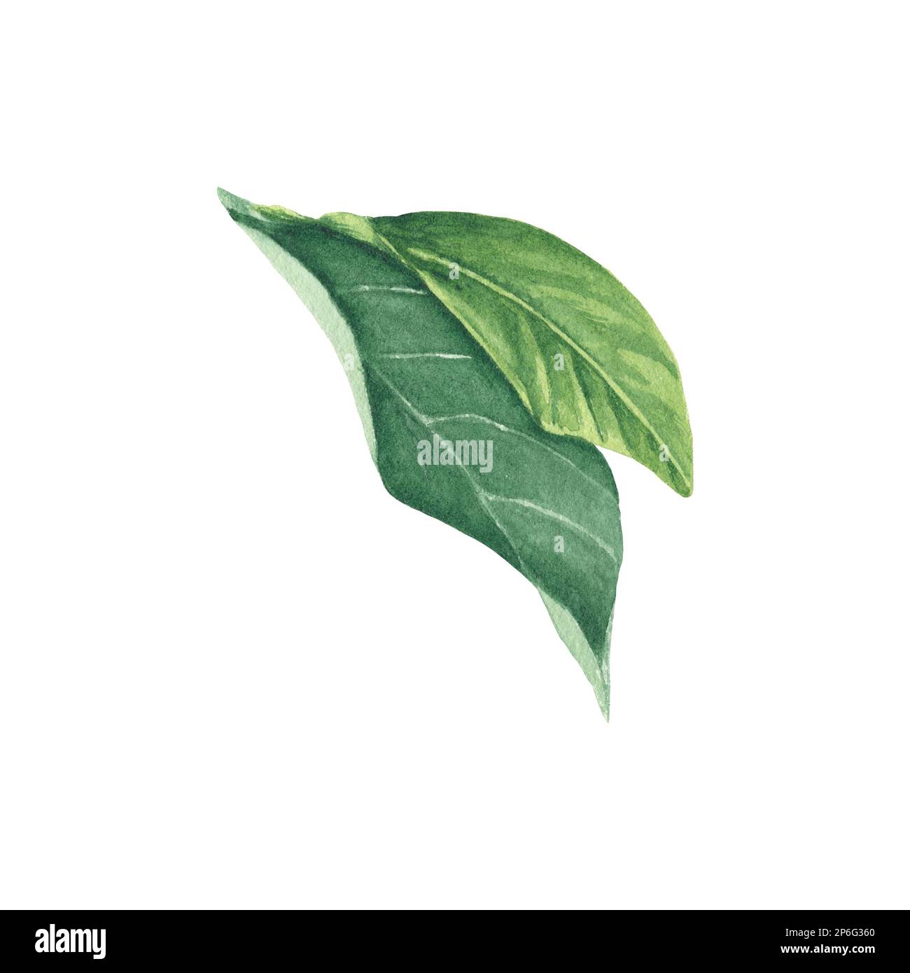 Wedding greenery hi-res stock photography and images - Alamy