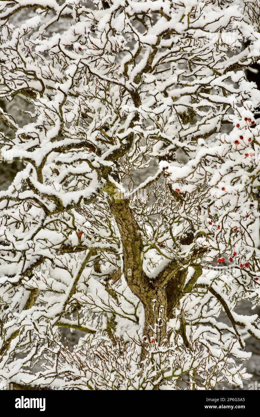 snow clad tree Stock Photo - Alamy