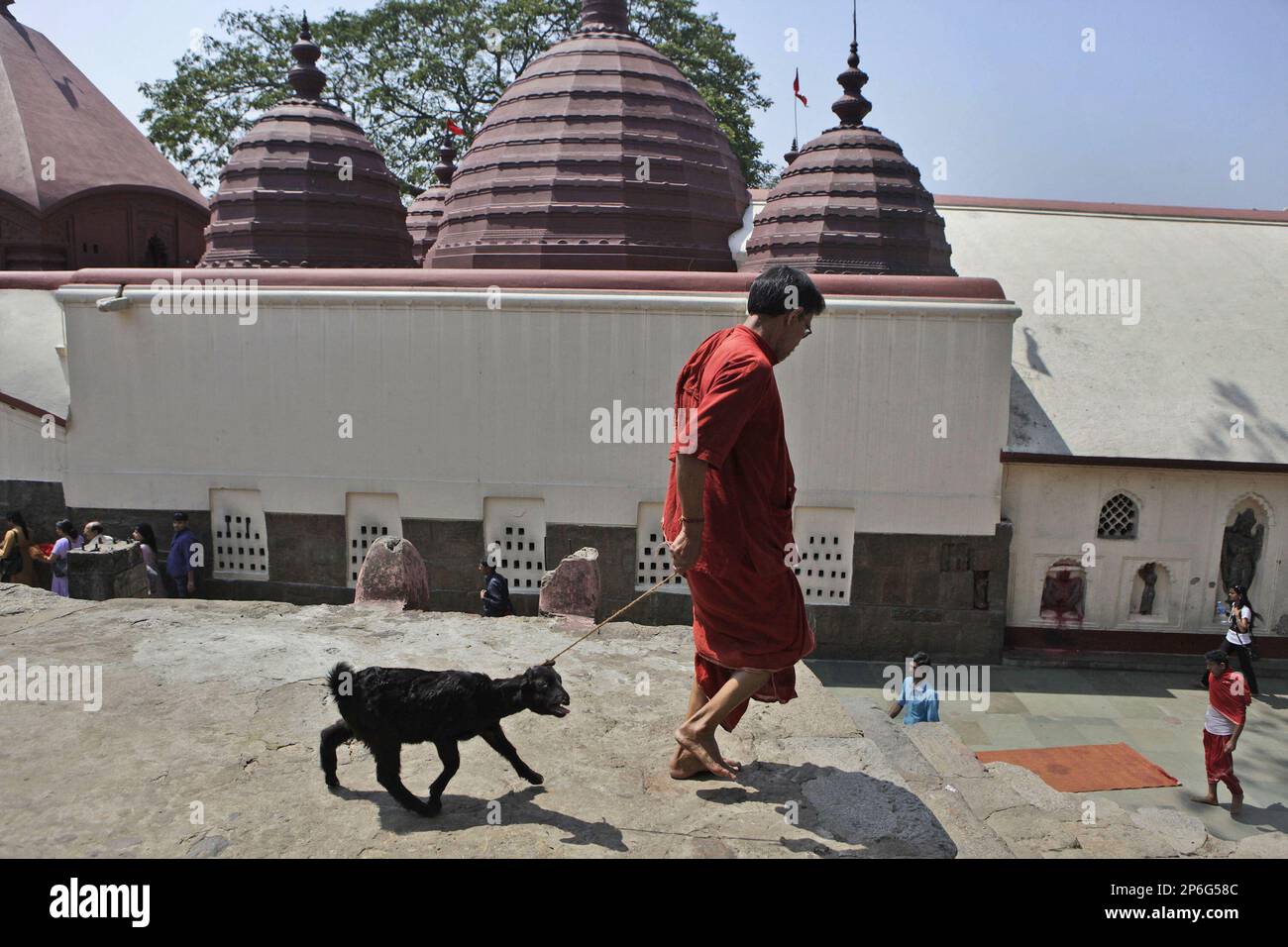 A priest pulls a goat for sacrifice at Kamakhya temple in Gauhati ...