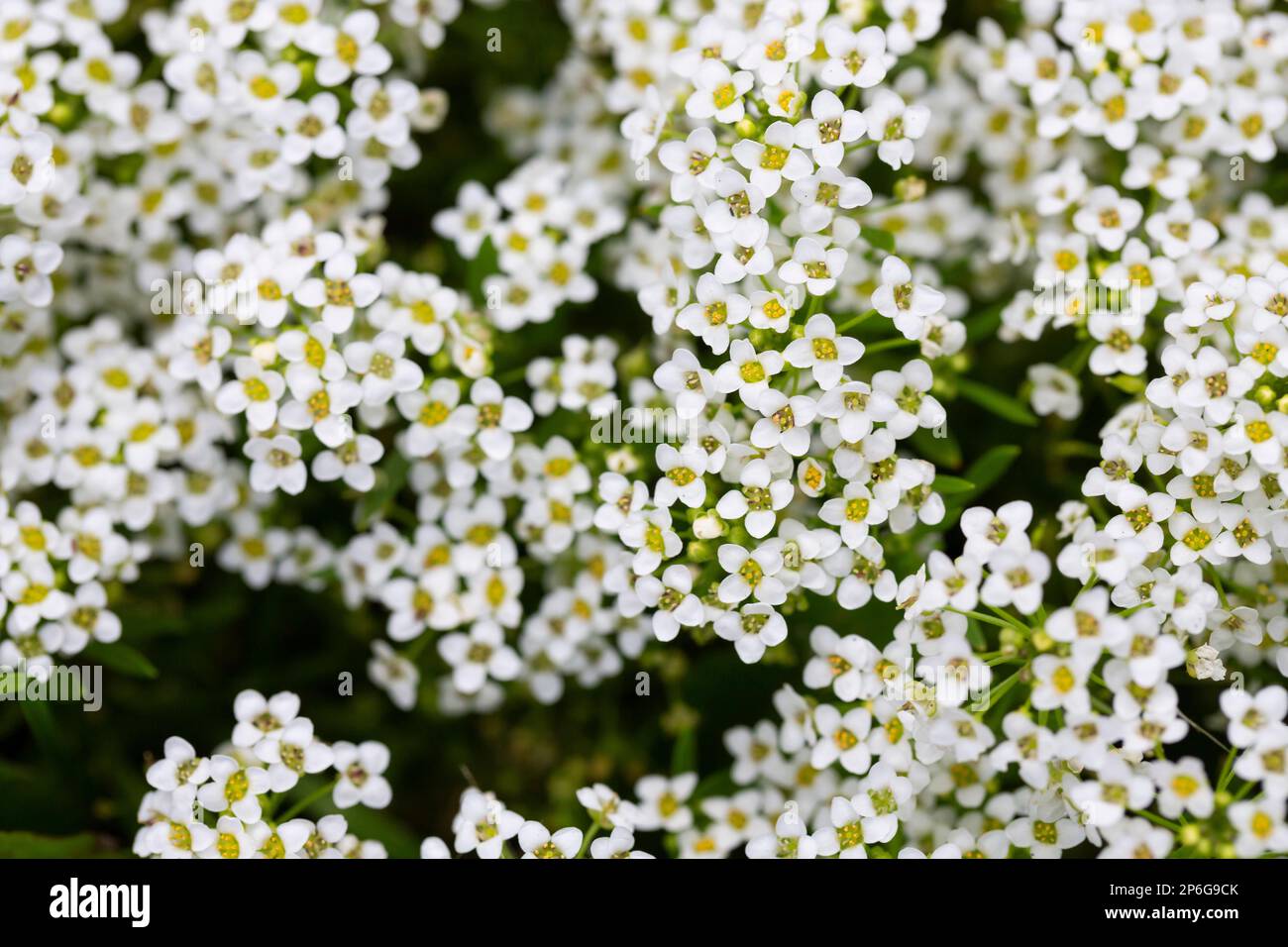 Close up of Lobularia maritima flowers syn. Alyssum maritimum, common ...