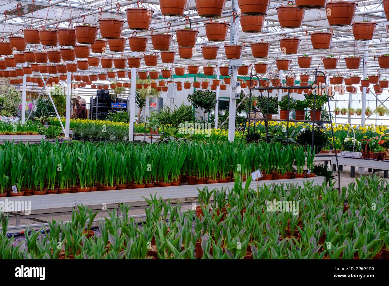 Modern greenhouse. Greenhouse with glass ceiling. Ecological flower ...