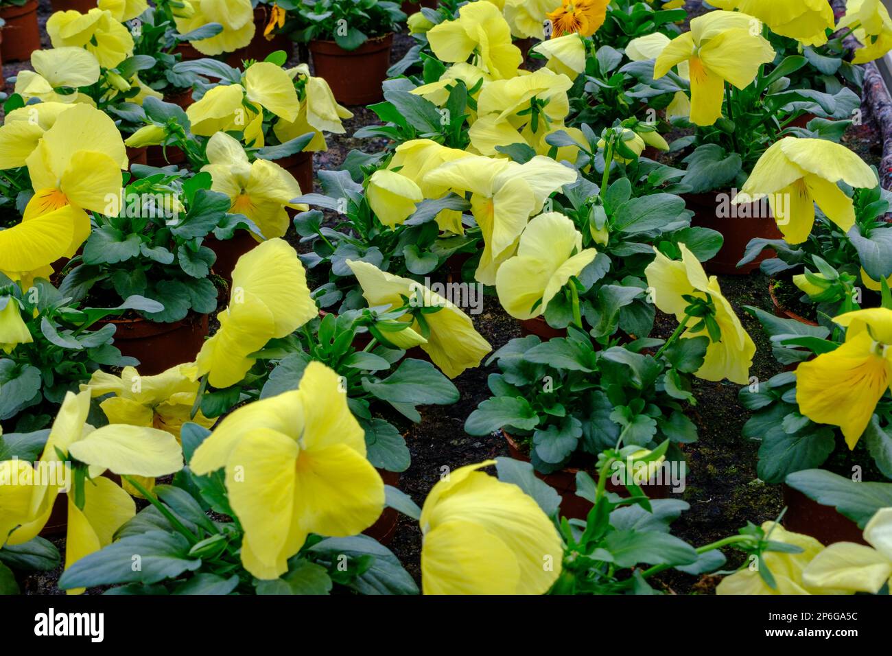 Spring flowers have grown in the greenhouses. Biological, ecological ...