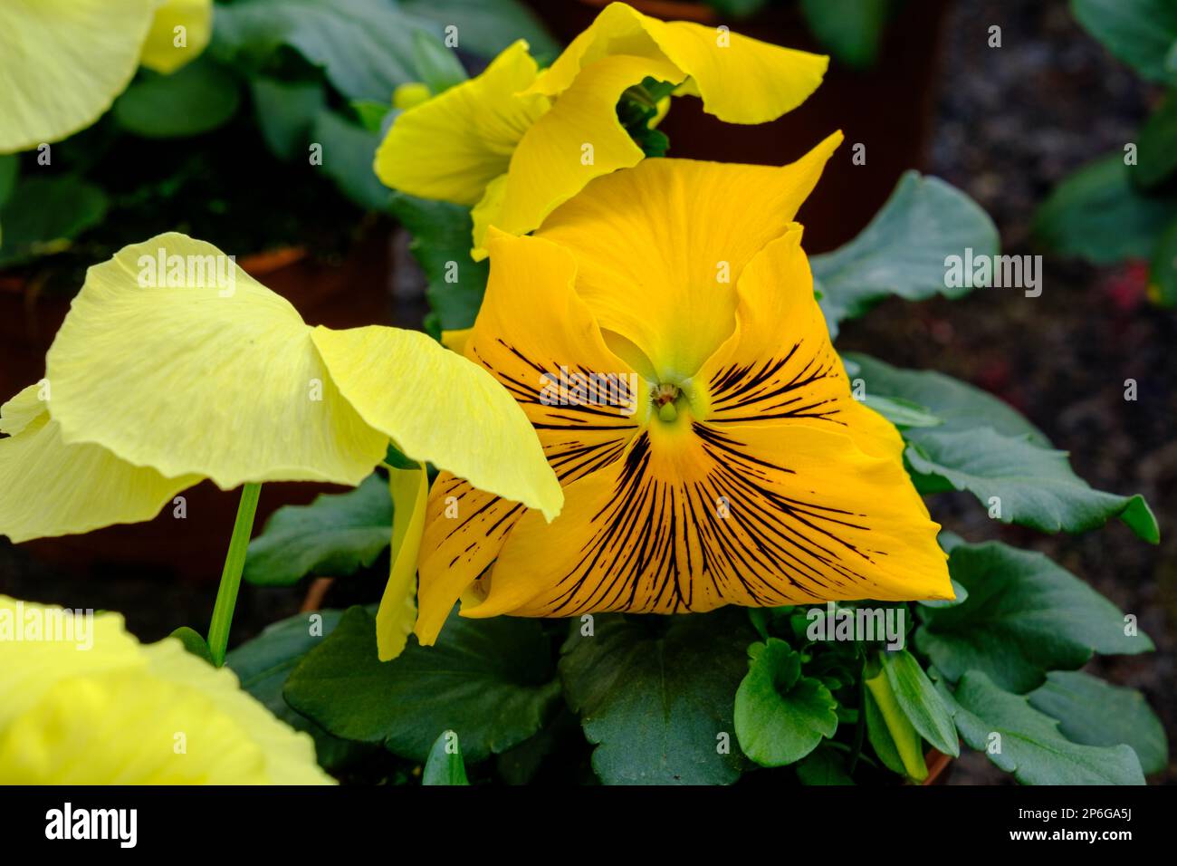 Spring flowers have grown in the greenhouses. Biological, ecological ...