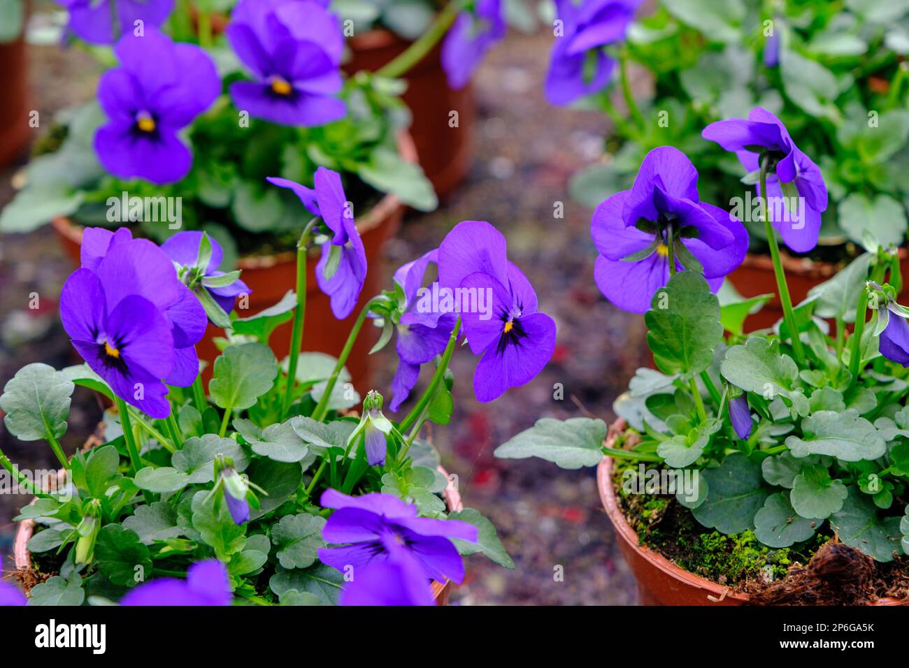 Spring flowers have grown in the greenhouses. Biological, ecological ...