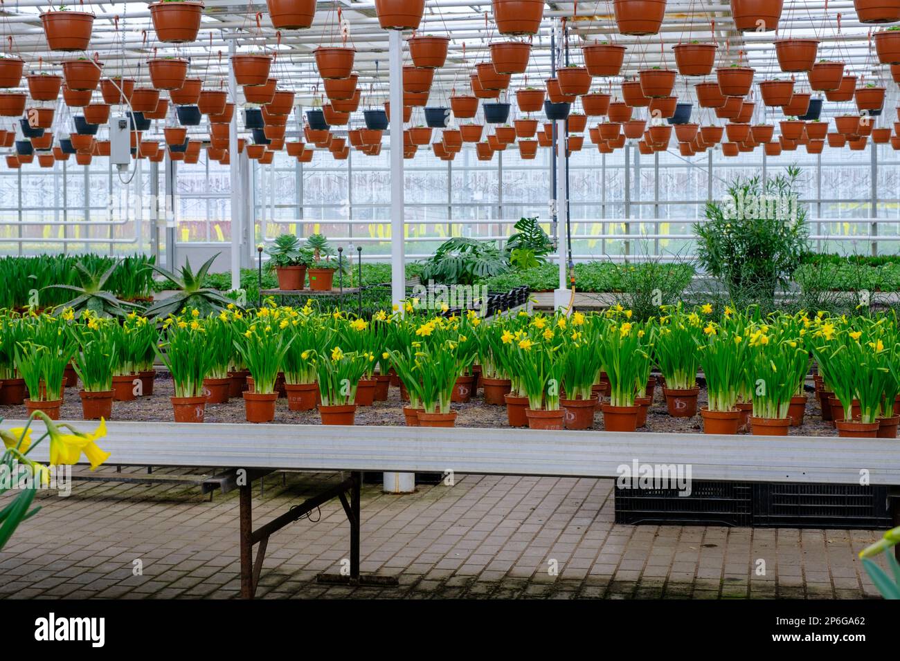 Modern greenhouse. Greenhouse with glass ceiling. Ecological flower ...