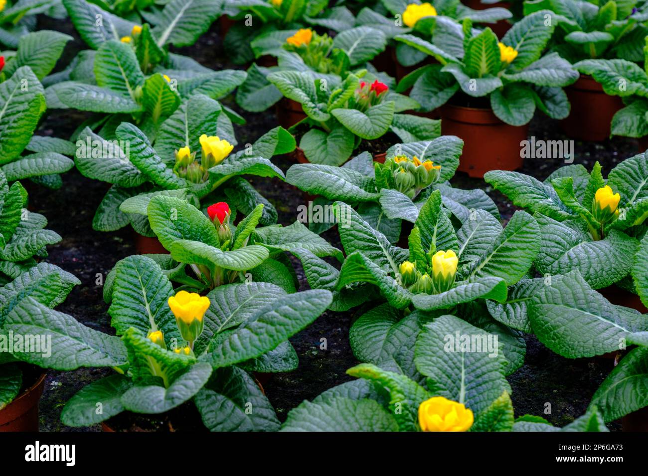 Spring flowers have grown in the greenhouses. Biological, ecological ...