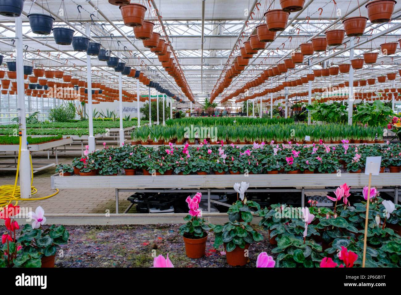 Modern greenhouse. Greenhouse with glass ceiling. Ecological flower ...