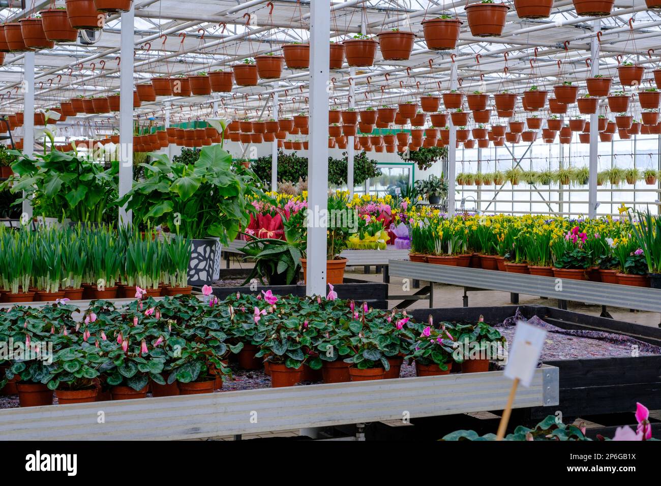 Modern greenhouse. Greenhouse with glass ceiling. Ecological flower ...