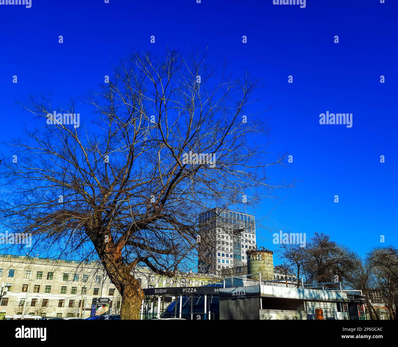 Iron tree in early spring against the blue sky. An old Celtis L tree ...