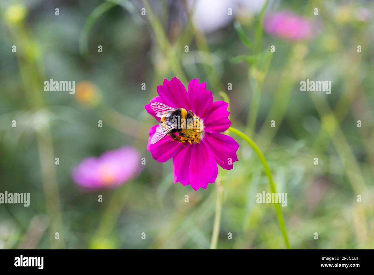 Bumblebee covered in Pollen on a cosmos flower summer background Stock ...