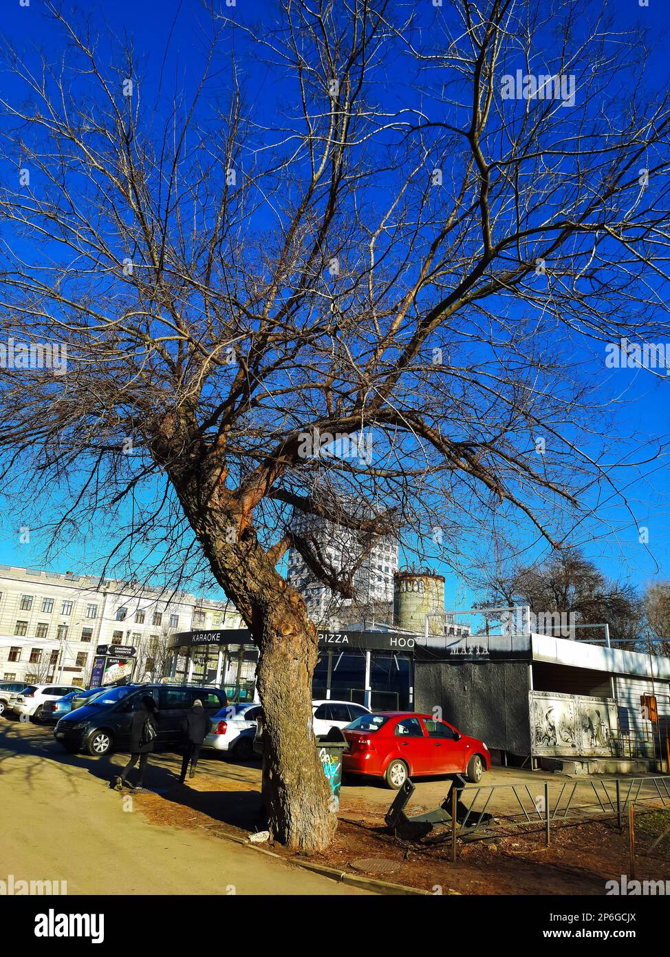 Iron tree in early spring against the blue sky. An old Celtis L tree ...