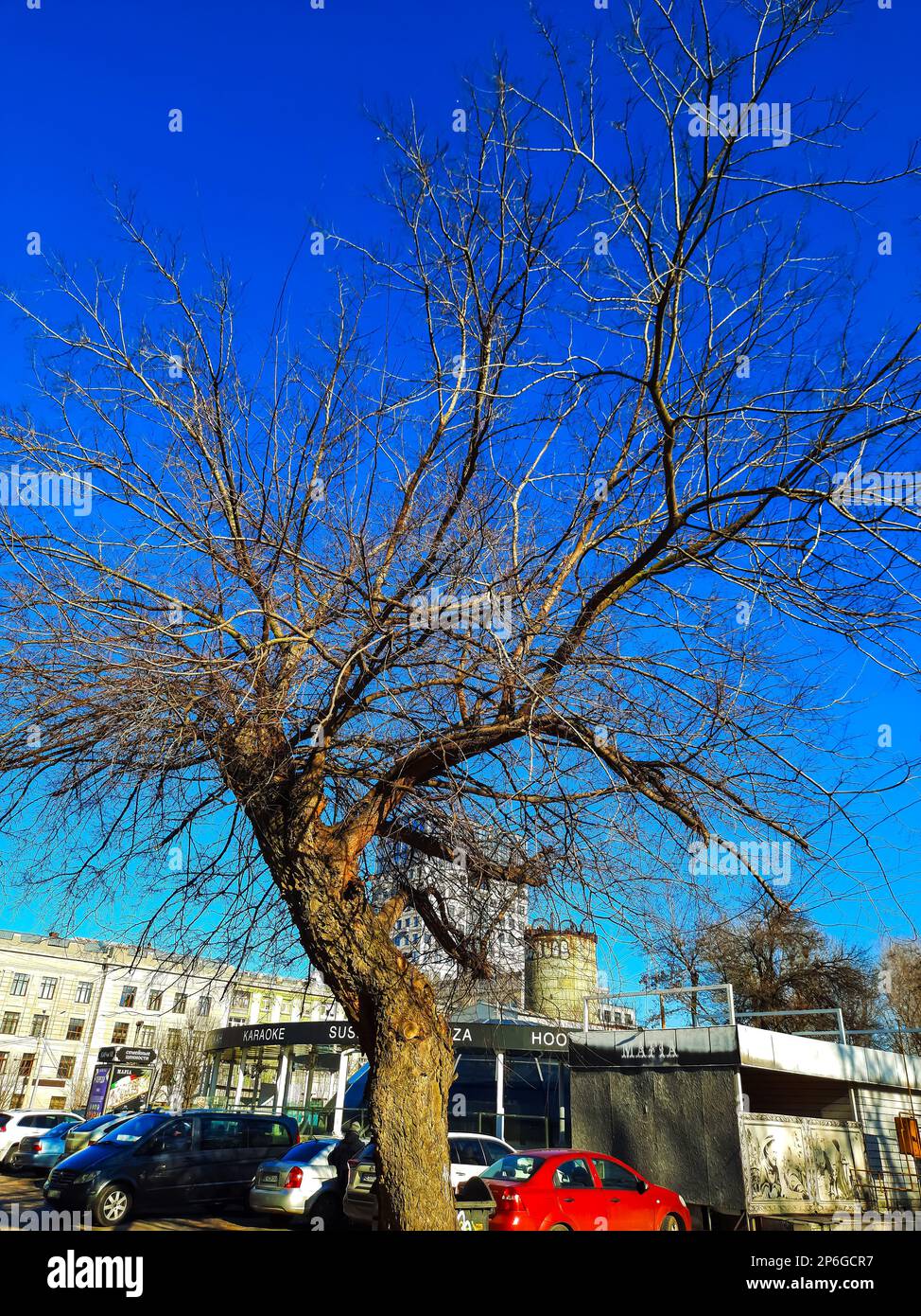 Iron tree in early spring against the blue sky. An old Celtis L tree ...