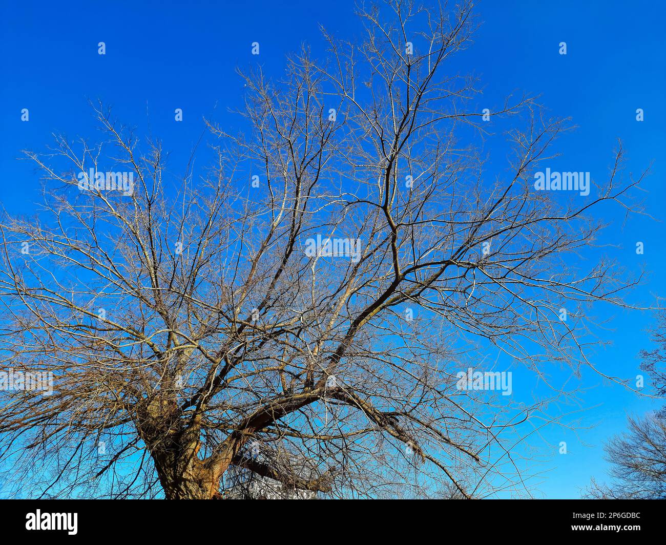 Iron tree in early spring against the blue sky. An old Celtis L tree ...