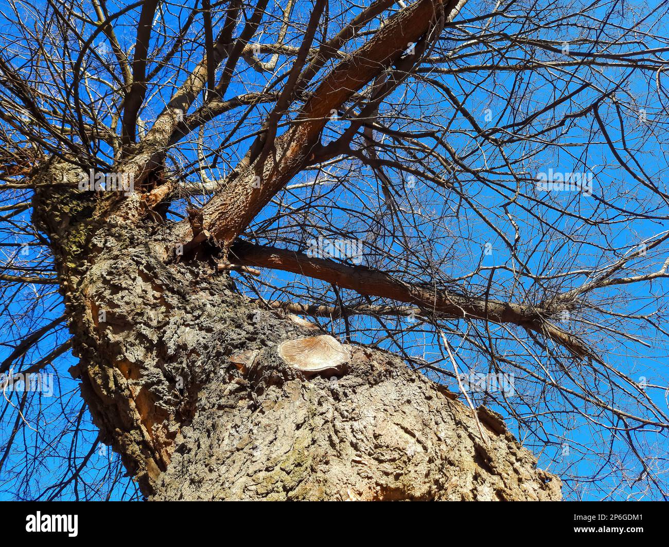 Iron tree in early spring against the blue sky. An old Celtis L tree ...