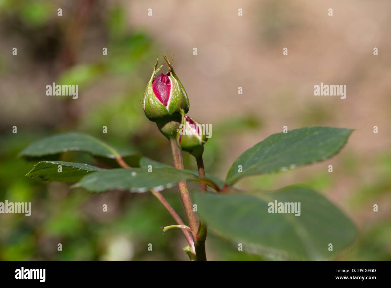 Red Rose Bud. New rose bud. Young graceful spray rose. A small bud of a ...