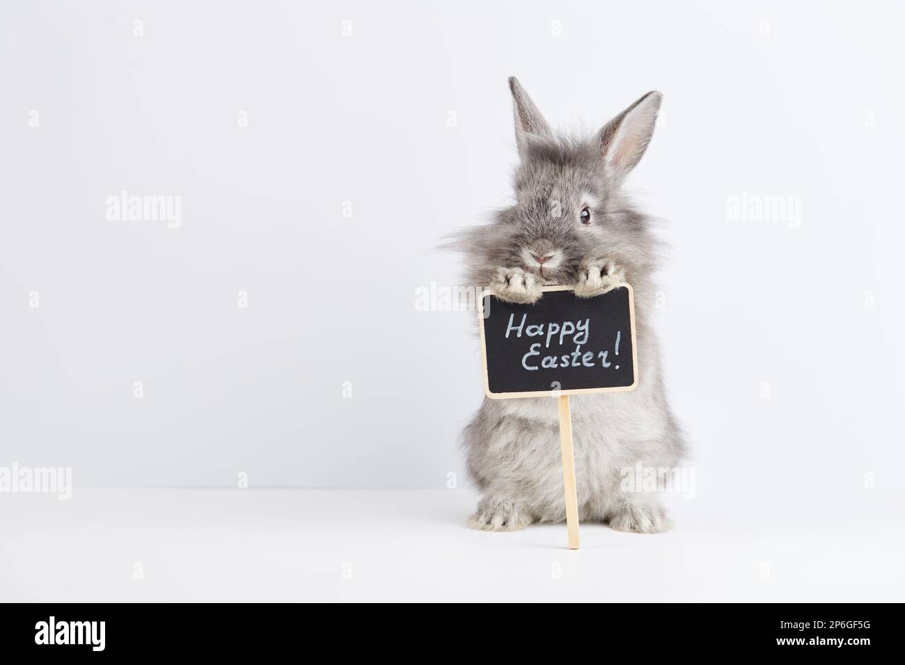 Gray bunny rabbit holding board with congratulations on Easter holiday ...